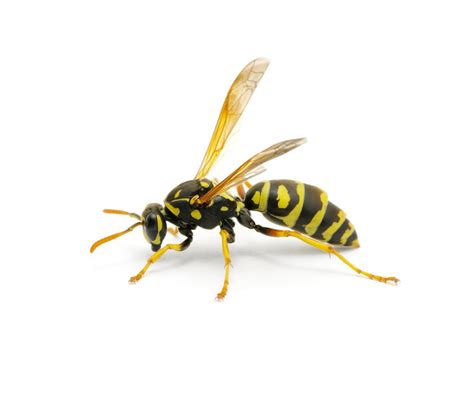 Key Differences Between Bees And Wasps Birds And Blooms