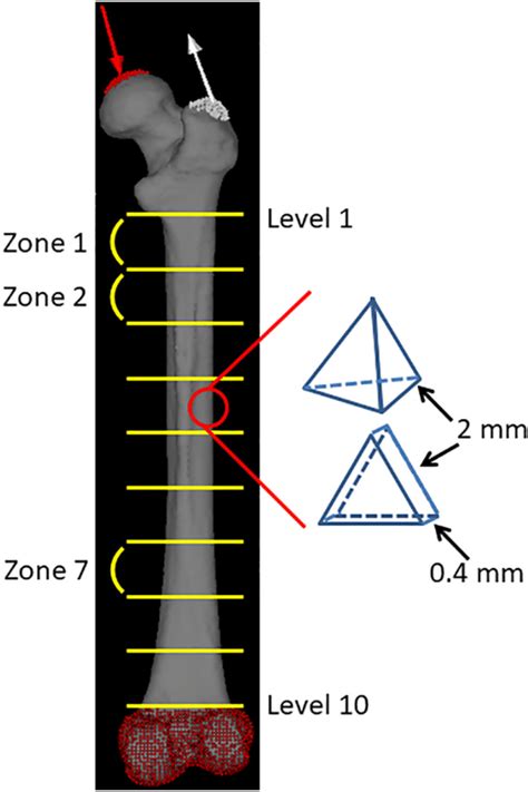 Diagram Of Reconstruction Using The Ct Based Fe Analysis Download Scientific Diagram