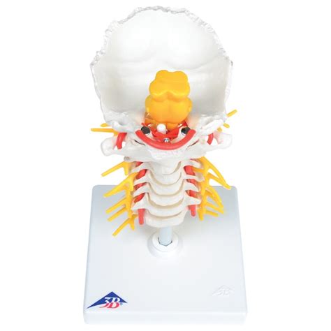 Anatomical Cervical Spinal Column Model