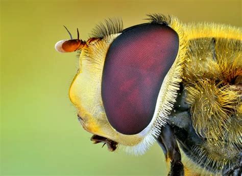 ᐈ Hoverfly Stock Images Royalty Free Hoverfly Photos Download On