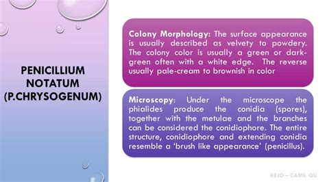 Mycology Colony Morphology And Microscopy Part 1 Ppt