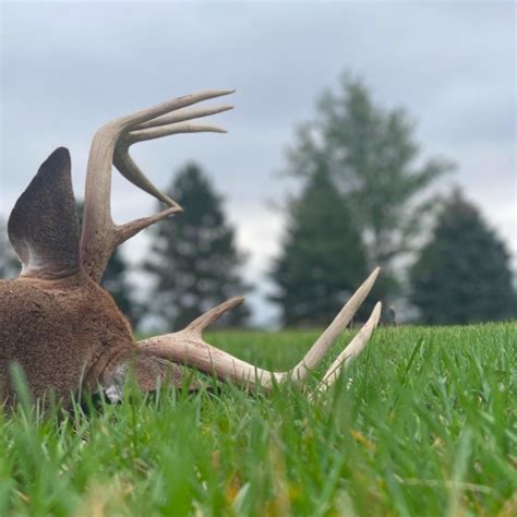 Ohio Division Of Wildlife On Linkedin 🦌 Dyk During The Previous Deer