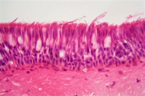 8 600 Cellule Epitheliale Photos Taleaux Et Images Libre De Droits Istock