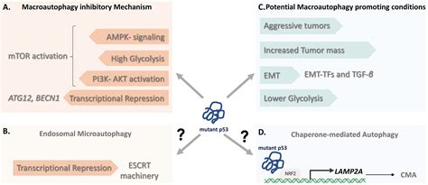 Frontiers Mutant P53 As A Regulator And Target Of Autophagy