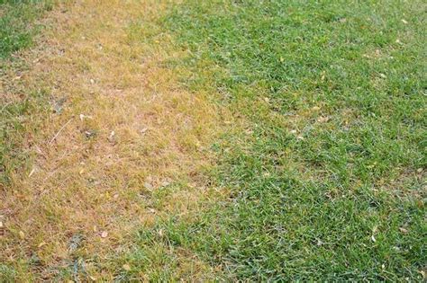 Dormant Grass Vs Dead Grass How To Tell The Difference