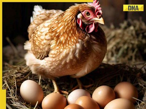 Egg Vs Chicken Evolutionary Science Reveals What Came First