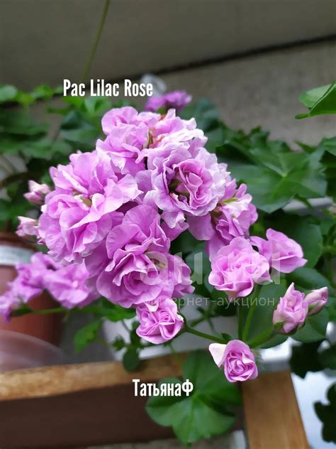 Пеларгония Плющелистная Pac Lilac Rose — купить в Красноярске ...
