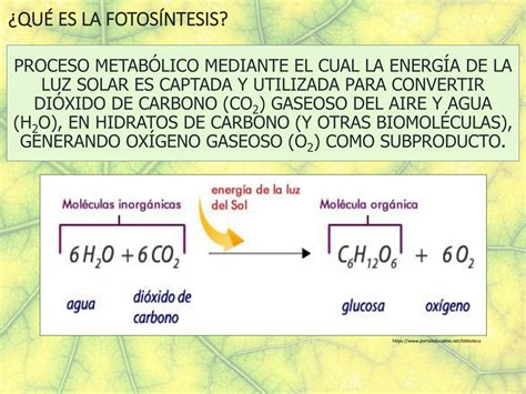 SOLUTION Metabolismo Y Fotosintesis Studypool