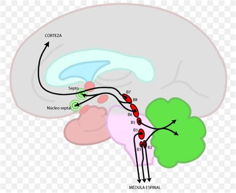 Raphe Nucleus Reticular Formation Medical Pictures Br