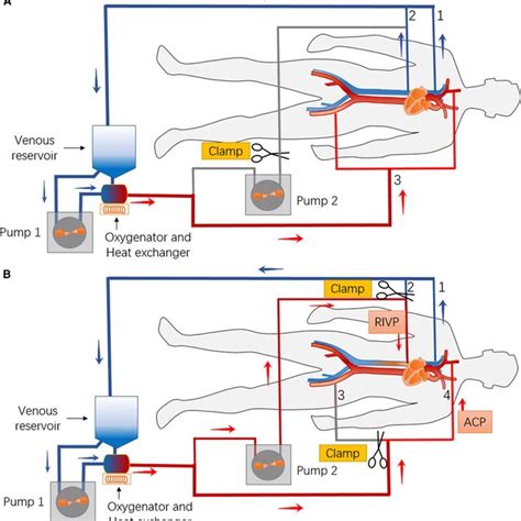 Schematic Of The Bypass Circuit And Its Connection With The Body For