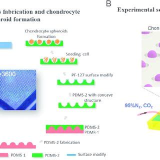 The Procedures Of Fabricating Concave Microwells Adopted For Spheroid