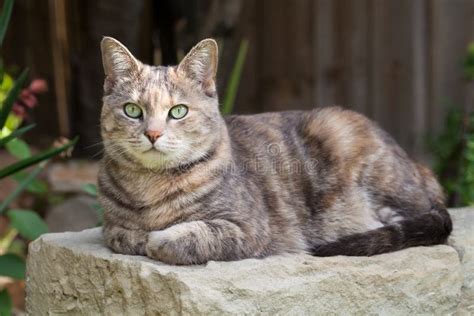 Tortoishell Tabby Cat Sitting On Garden Bench With Paws Folded Stock