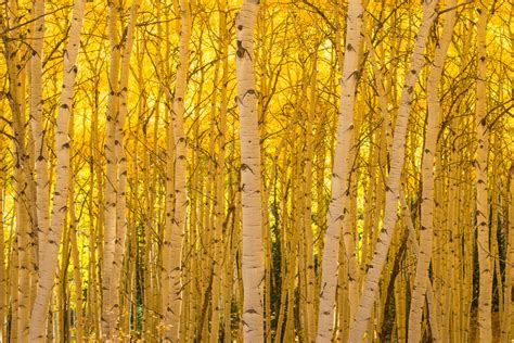 Autumn Aspens In Colorado Shawn Beelman Photography