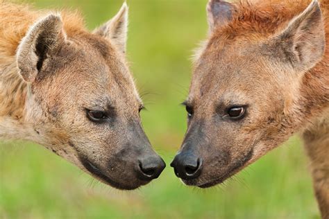How Can You Tell A Female Animal From A Male