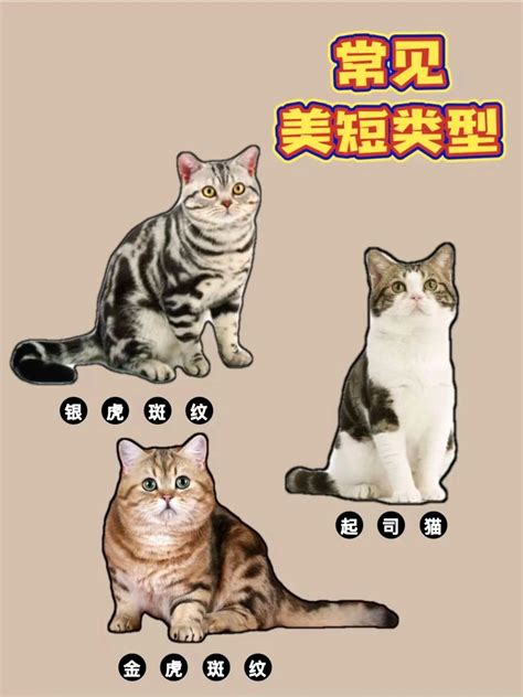 适合新手养的7种猫咪，有你家的品种吗？ 知乎