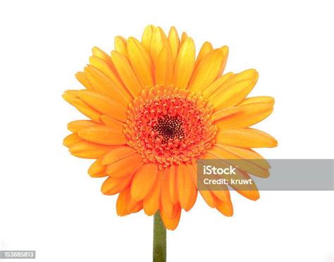아름다운 오렌지 Gerbera 흰색 바탕에 그림자와 0명에 대한 스톡 사진 및 기타 이미지 0명 거베라데이지 계절