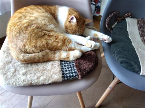 돗토와 밀당하던 고양이 메토 그 친구 치비 우마무스메 말딸 에펨코리아