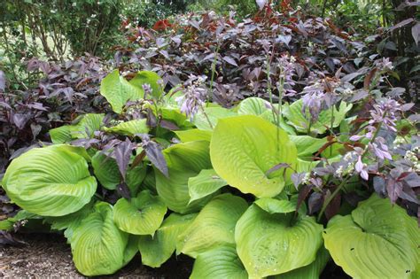 Hosta Sum And Substance Ballyrobert Gardens