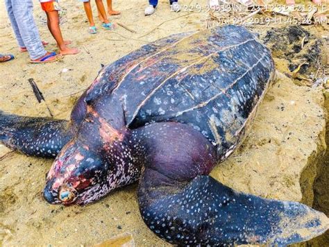 Leatherback Sea Turtle