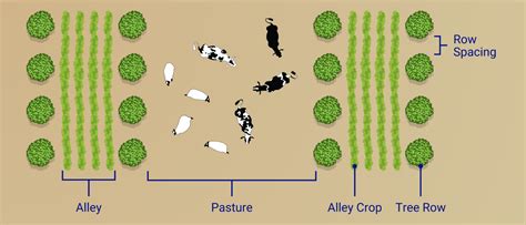 Alley Cropping Central And Southern Appalachian Region ATTRA Sustainable Agriculture