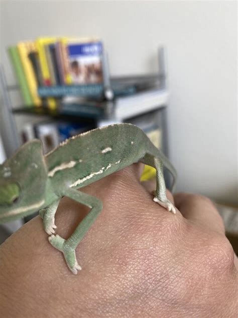 Veiled Chameleon Gender Chameleon Forums
