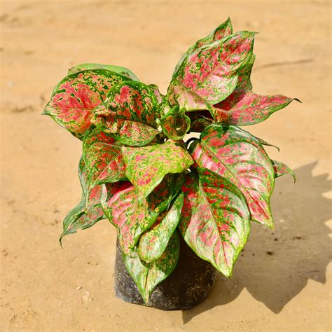 Free Next Day Delivery Aglaonema Red Ruby In 10 Inch Nursery Bag