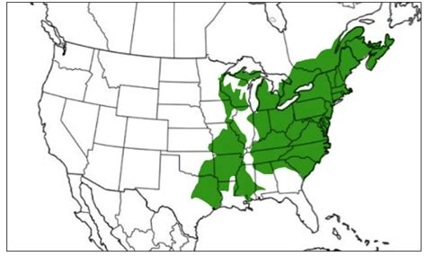 8 Types Of Frogs Found In Quebec Id Guide Bird Watching Hq