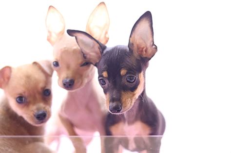 대구 2019 0151 미니핀 혼종 까미 책임분양 강아지무료분양 고양이무료분양 도그마루 보호소 유기견 강아지입양 유기견입양 고양이입양 유기견무료분양 유기묘보호소