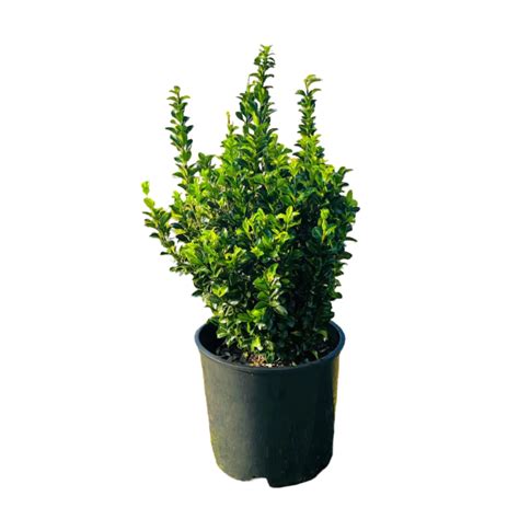 Euonymus Dwarf Shop Potted Plants At H E B
