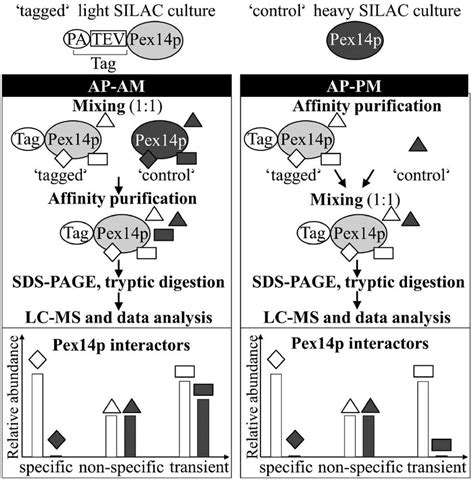 quantitative dual track ap ms silac approach for the investigation of