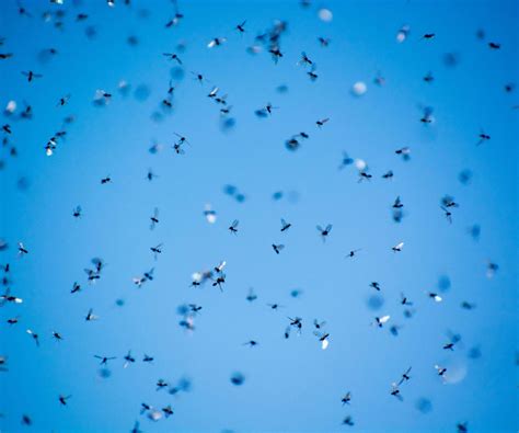 How To Get Rid Of Flying Ants Ways To Be Rid Of Swarming Pests Homes And Gardens