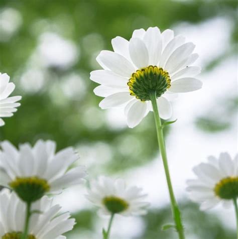 Дневен хороскоп за 26 май Водолей Везни Близнаци денят е динамичен Риби Рак Скорпион често