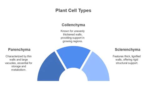 Parenchyma Vs Collenchyma Vs Sclerenchyma Comprehensive Cell