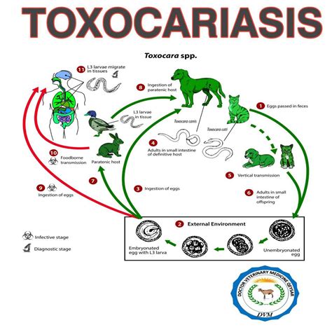 Toxocara Cati Life Cycle