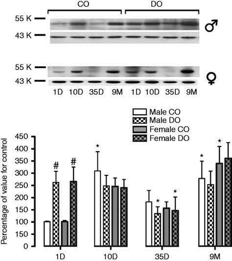 Sex Differences In Lxr Expression In Normal Offspring And In Rats Born To Diabetic Dams In