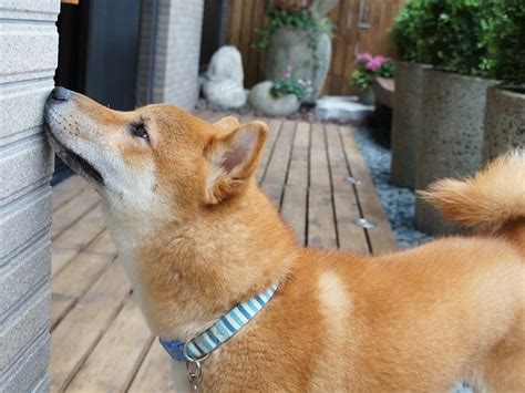 害羞 致 人類最好的朋友 為「牠」拍出真摯情感 Digiphoto