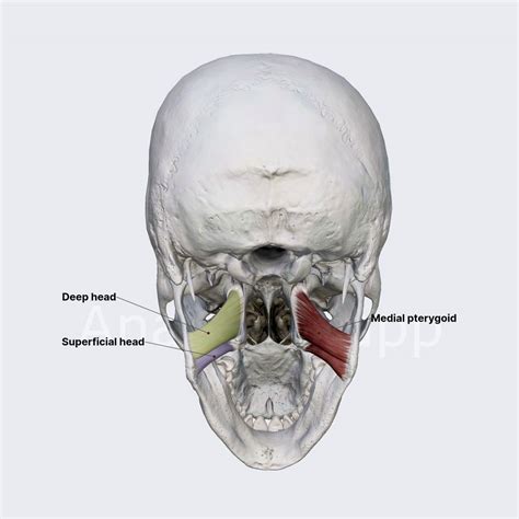 Lateral Pterygoid Cadaver