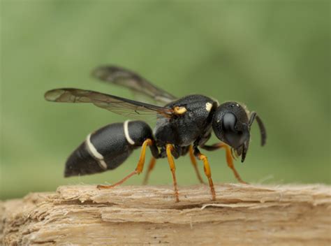 Leptochilus Josephi · Inaturalist