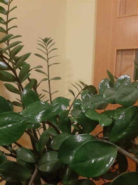 Zamioculcas Zamiifoliazamijasobna Biljka