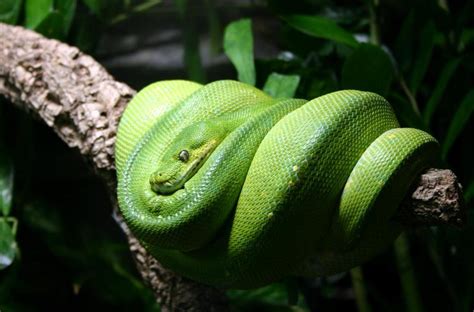 Qué implicaciones tiene soñar con matar una serpiente Cultivando