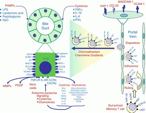 Immunology Of Primary Sclerosing Cholangitis Abdominal Key