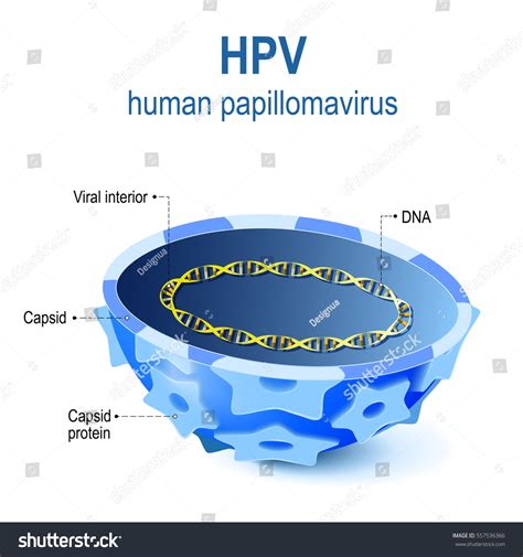 Hpv Human Papillomavirus Vector Illustration Viral Stock Vector