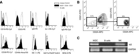 B220 Cd24 − Cd21 − Lymphocytes Belong To The Ikdc Lineage B220 Download Scientific Diagram