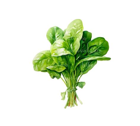 Watercolor Spinach Clipart Spinach Png Clip Art Digital Download