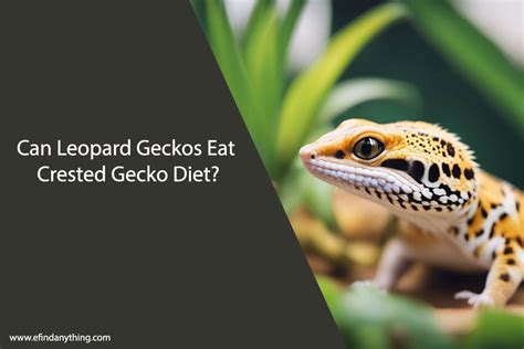 Can Leopard Geckos Eat Crested Gecko Diet