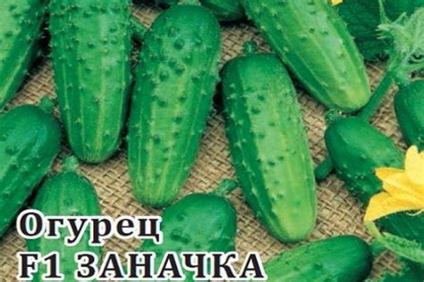 Огурец Заначка f1: характеристика и описание гибридного сорта с фото
