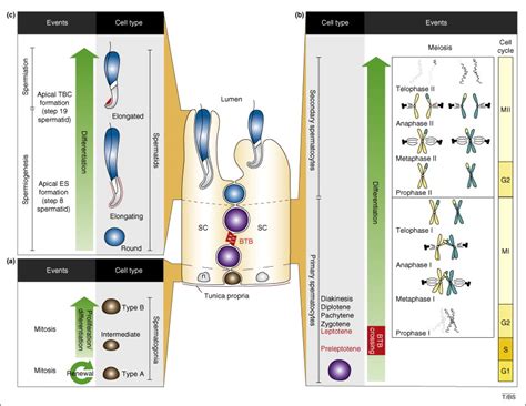 Coordinating Cellular Events During Spermatogenesis A Biochemical Model Trends In Biochemical