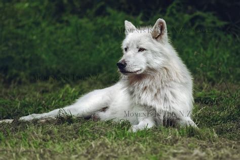 White Wolf Sitting