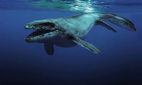 El Monstruo Marino Que Devoraba Tiburones Conoce Al Feroz 54 Off