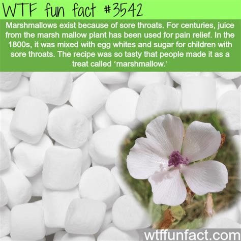How Marshmallows Was Invented